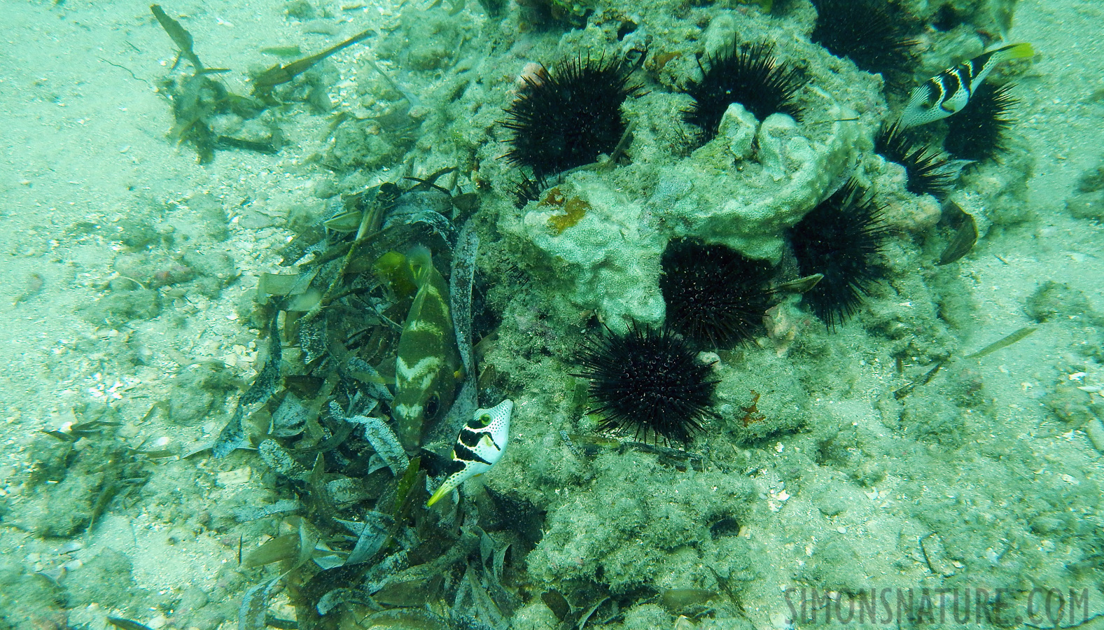 Tetraodontiformes by simonsnature.com