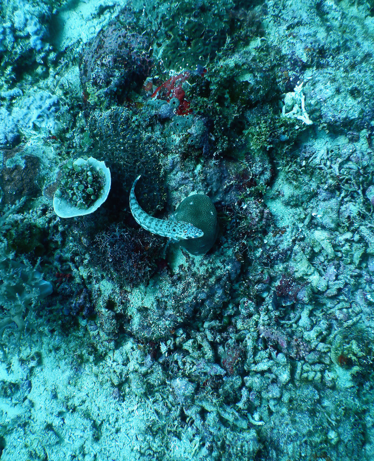 Trachiniformes by simonsnature.com