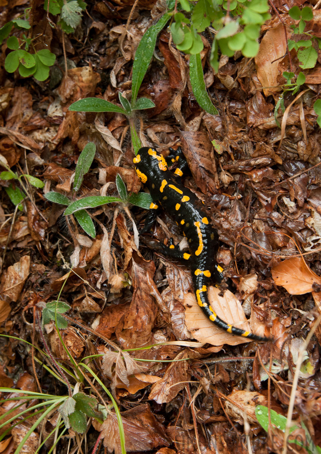Urodela by simonsnature.com