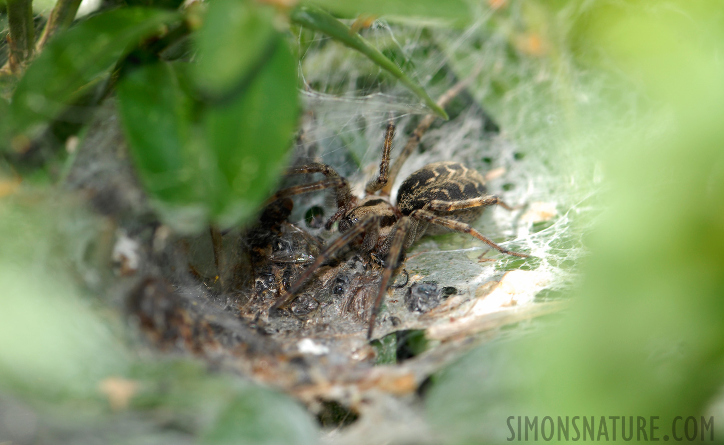 Araneae by simonsnature.com