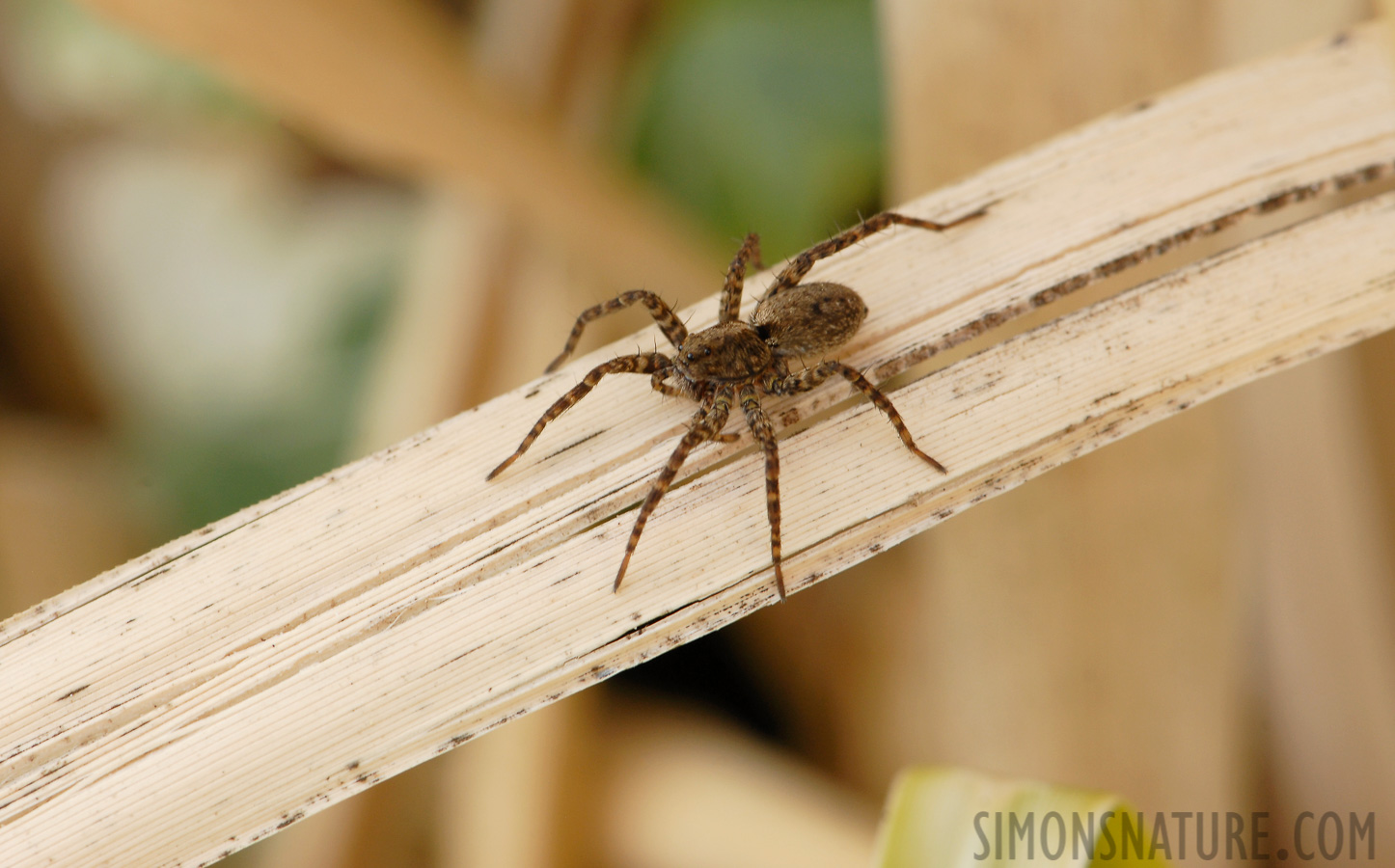 Araneae by simonsnature.com