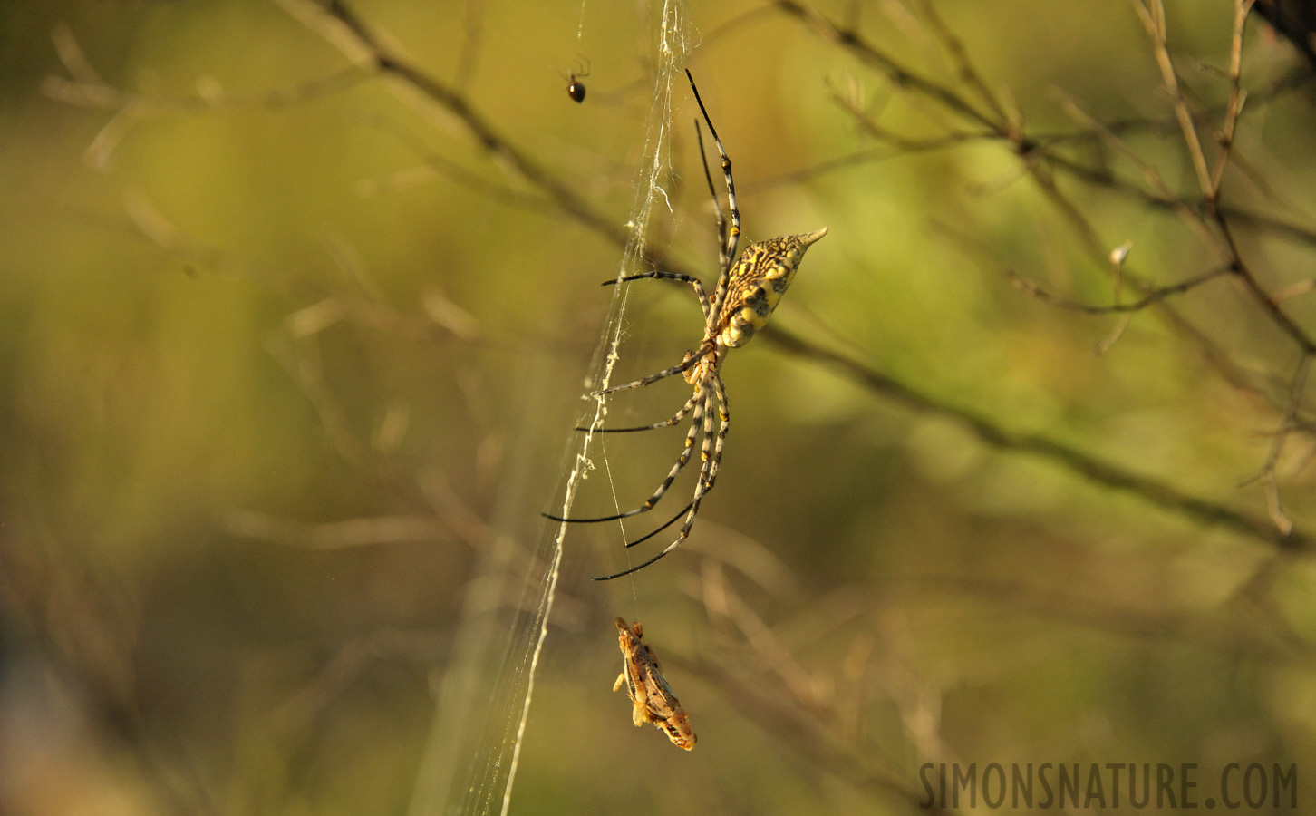 Araneae by simonsnature.com