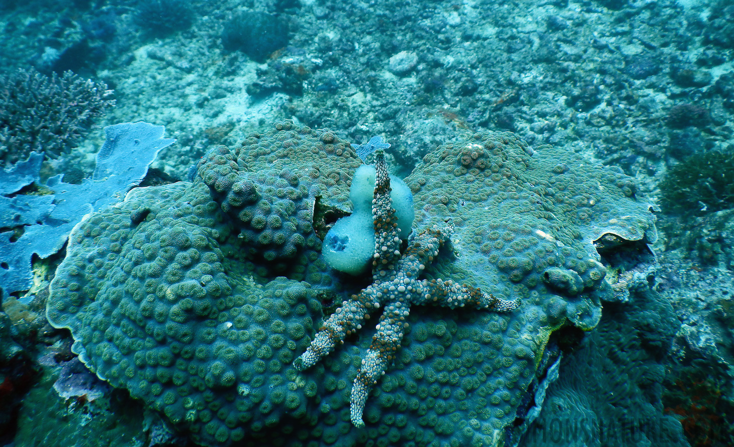 Valvatida by simonsnature.com