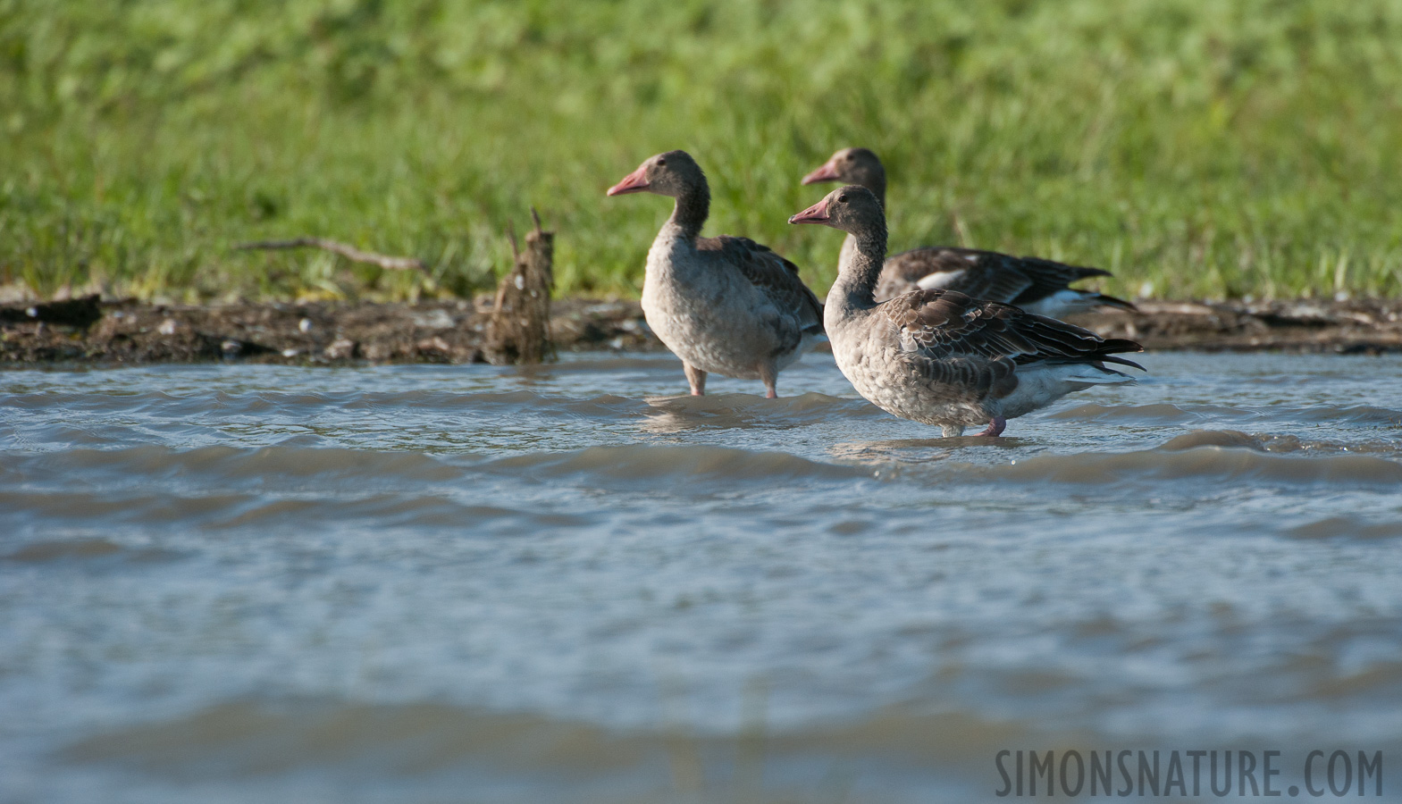 Anseriformes by simonsnature.com