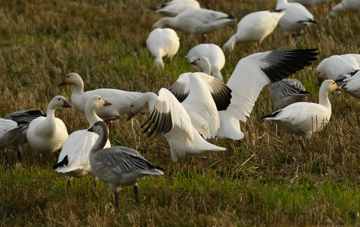 Anseriformes by simonsnature.com