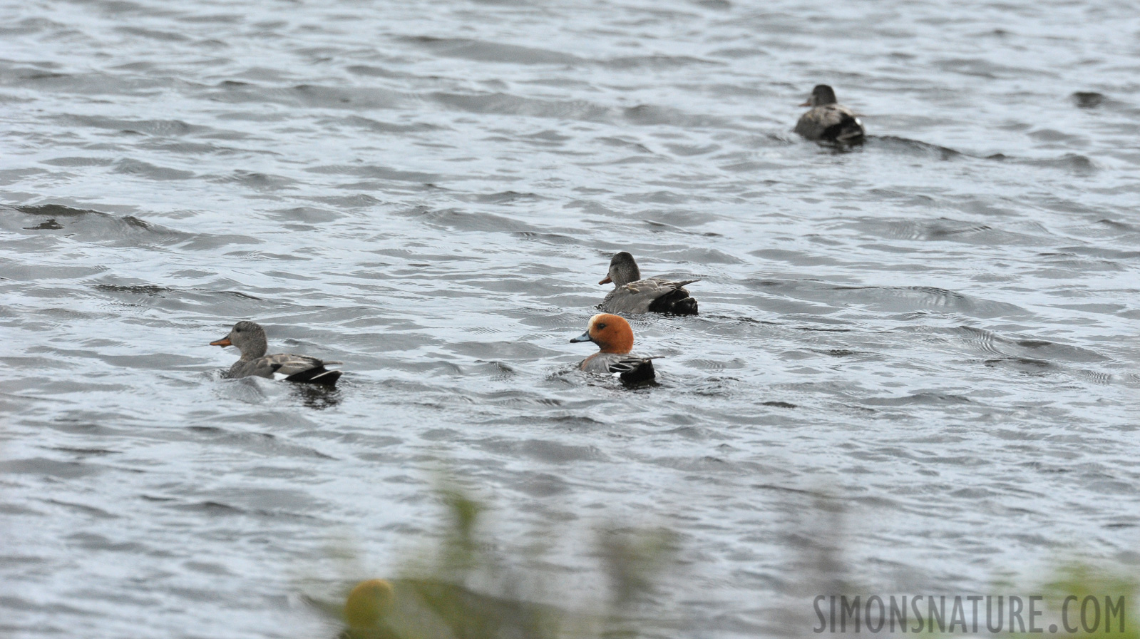 Anseriformes by simonsnature.com