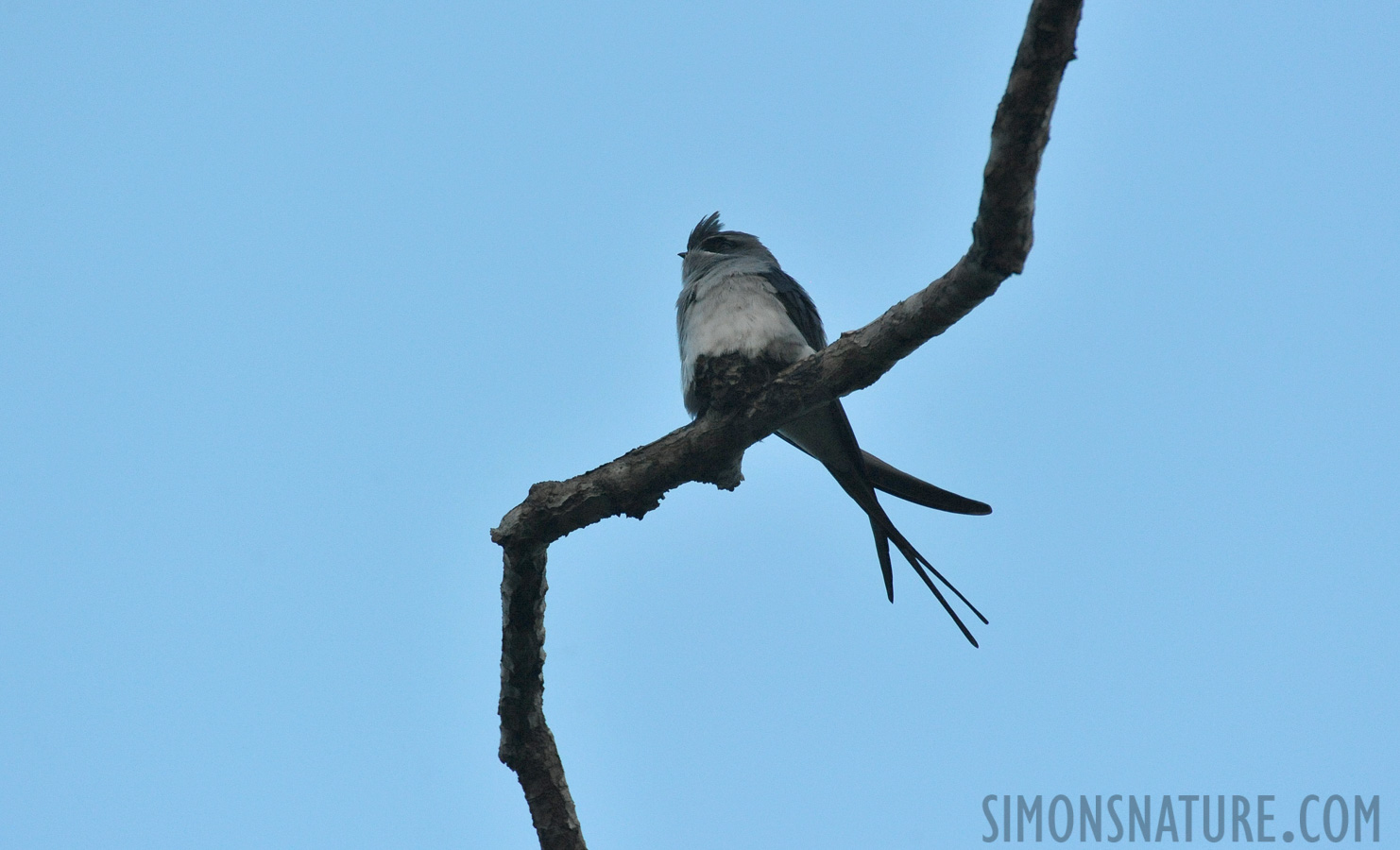 Apodiformes by simonsnature.com