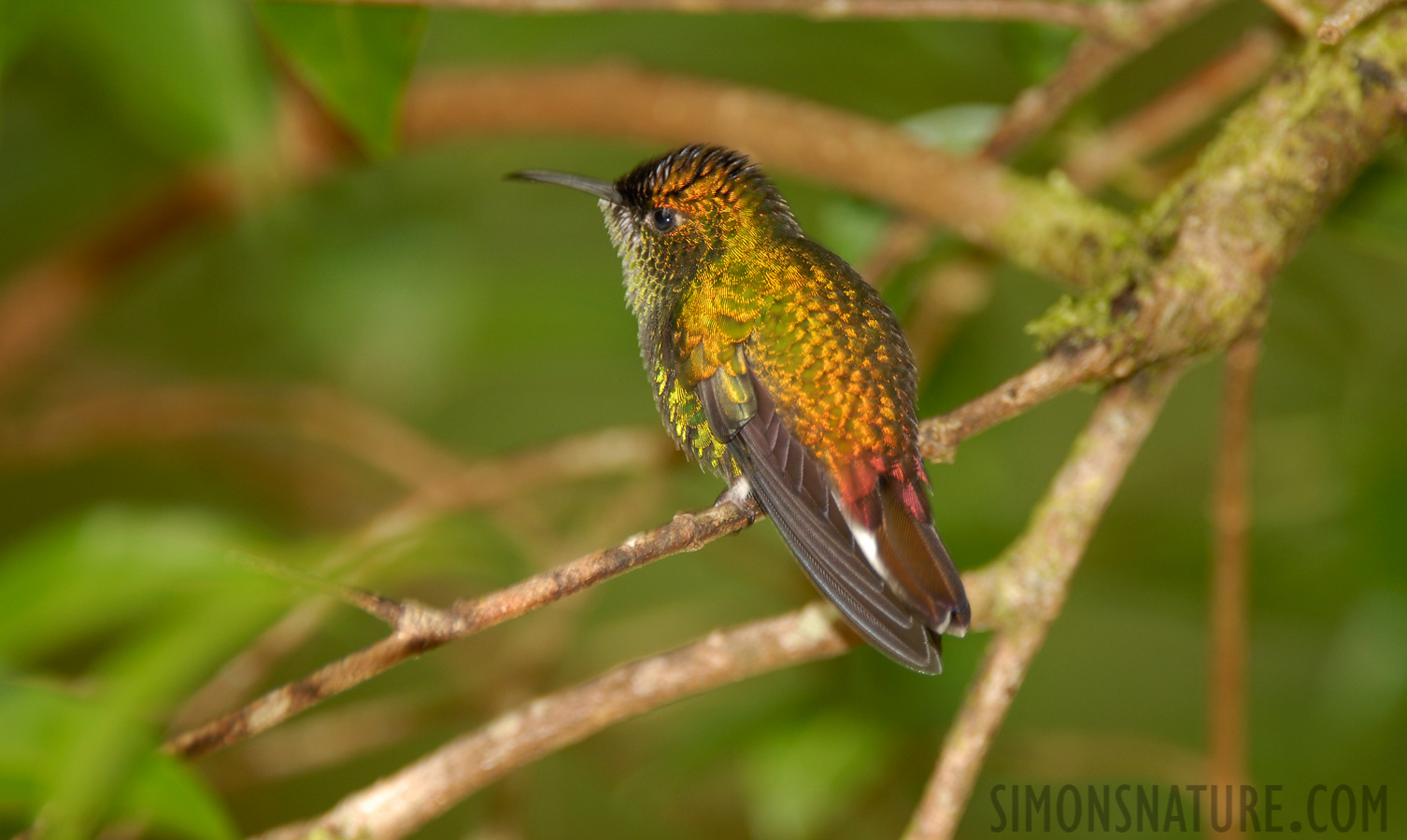 Apodiformes by simonsnature.com