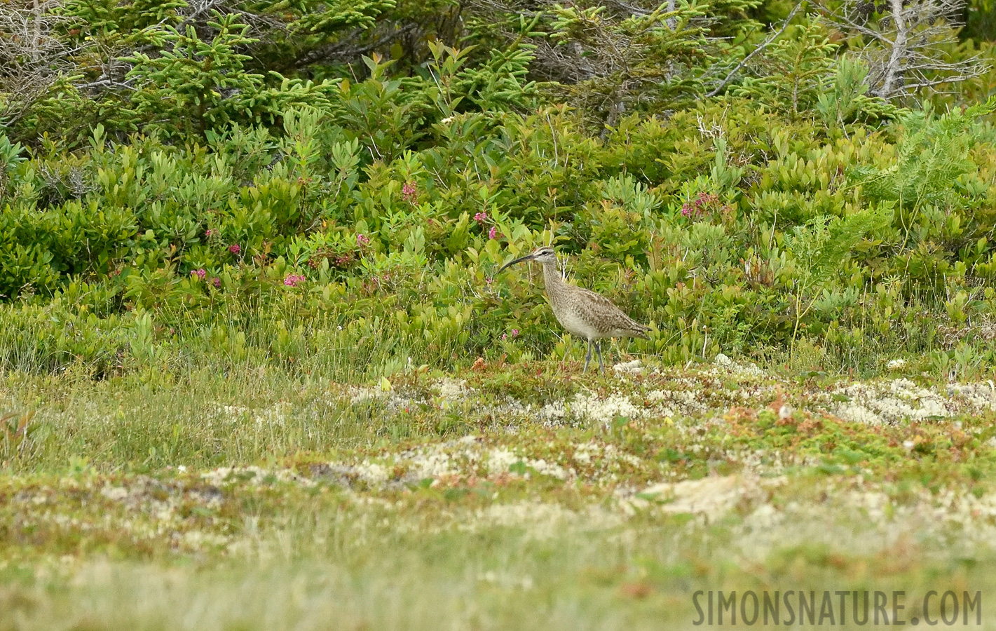 Charadriiformes by simonsnature.com