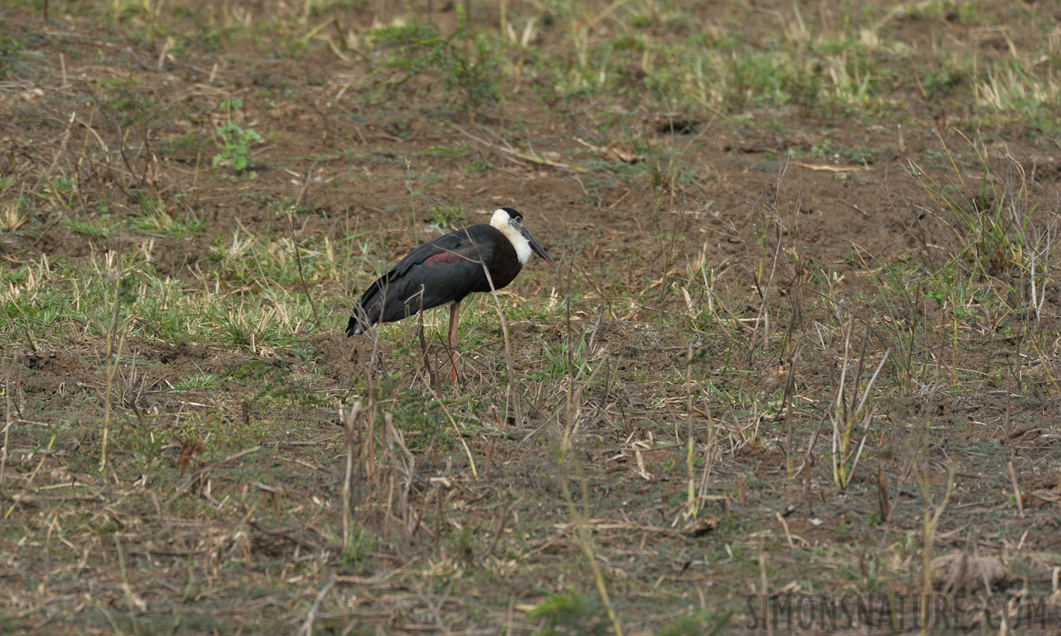 Ciconiiformes by simonsnature.com