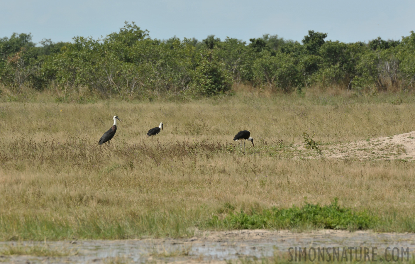 Ciconiiformes by simonsnature.com