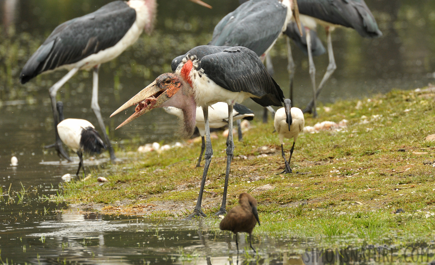 Ciconiiformes by simonsnature.com
