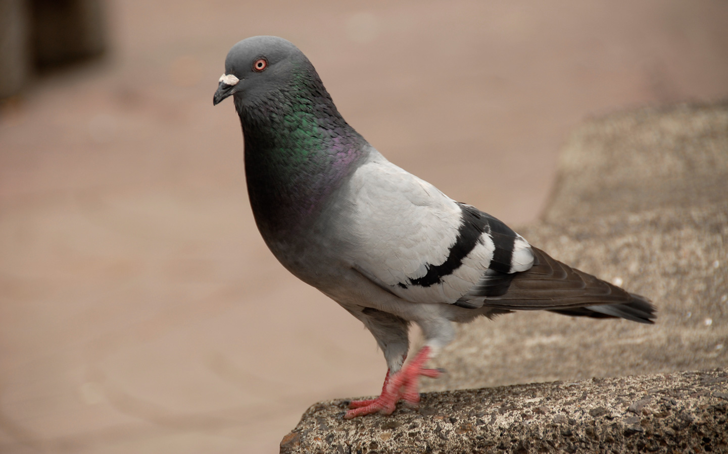 Columbiformes by simonsnature.com