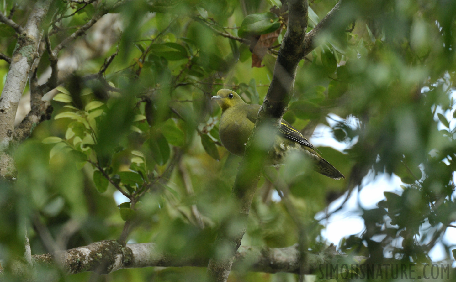 Columbiformes by simonsnature.com