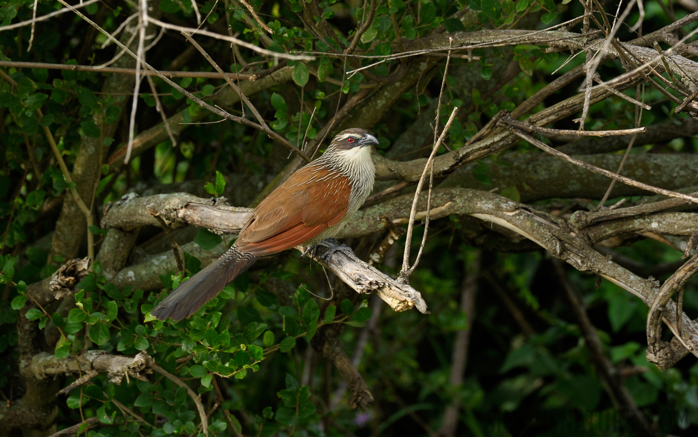 Cuculiformes by simonsnature.com