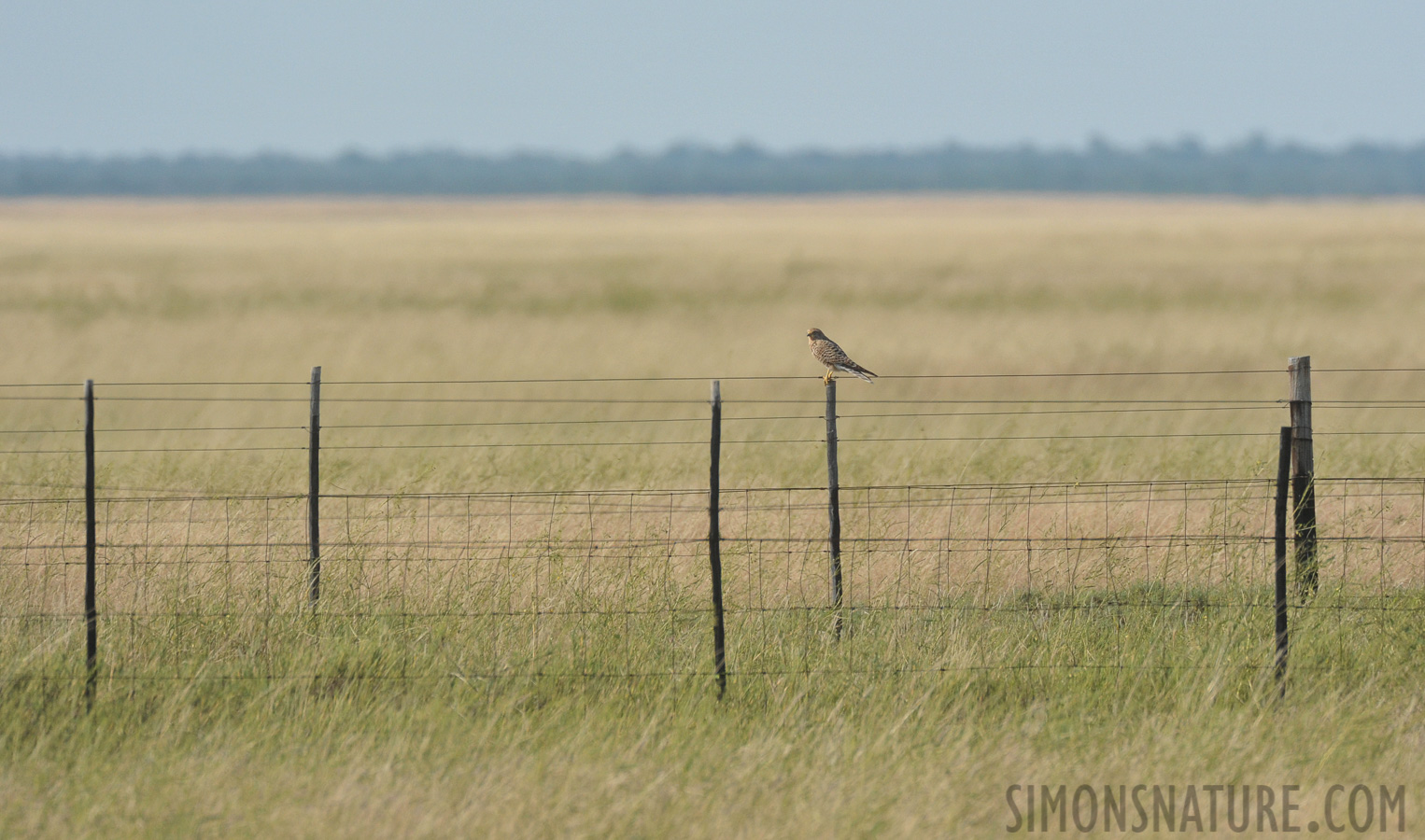 Falconiformes by simonsnature.com