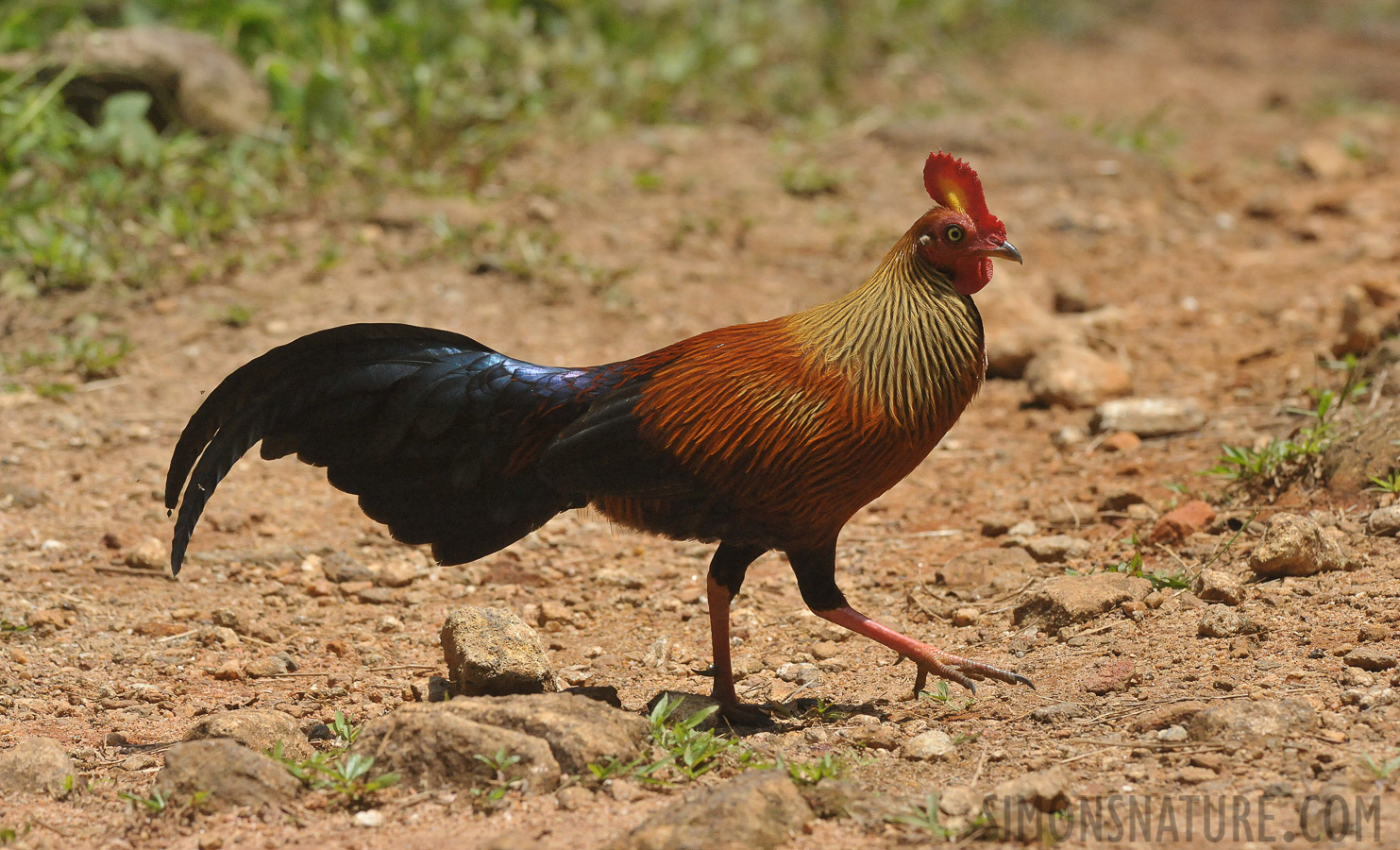 Galliformes by simonsnature.com