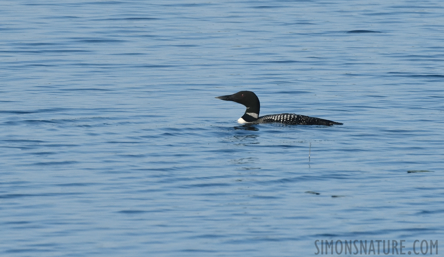Gaviiformes by simonsnature.com