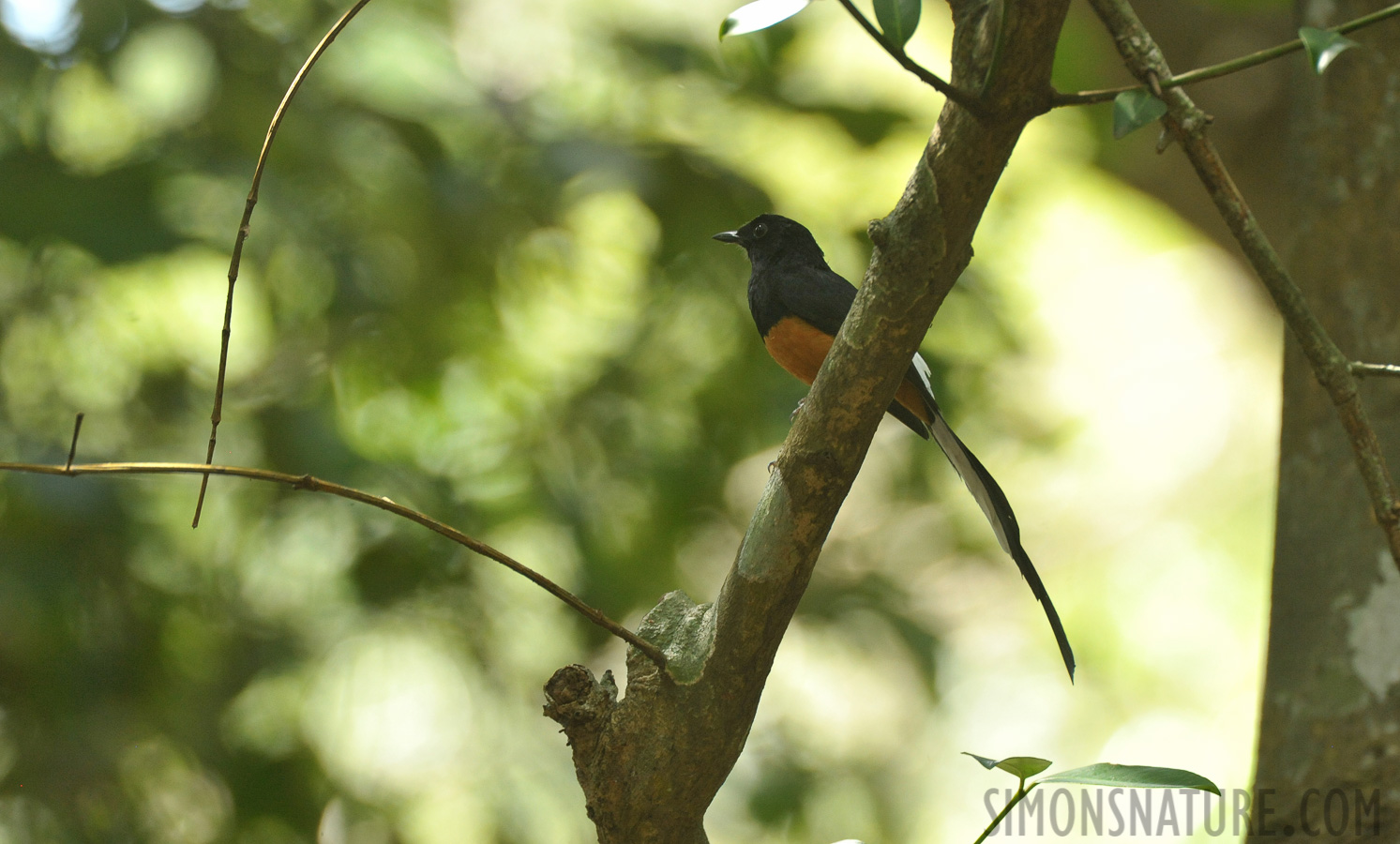 Passeriformes by simonsnature.com