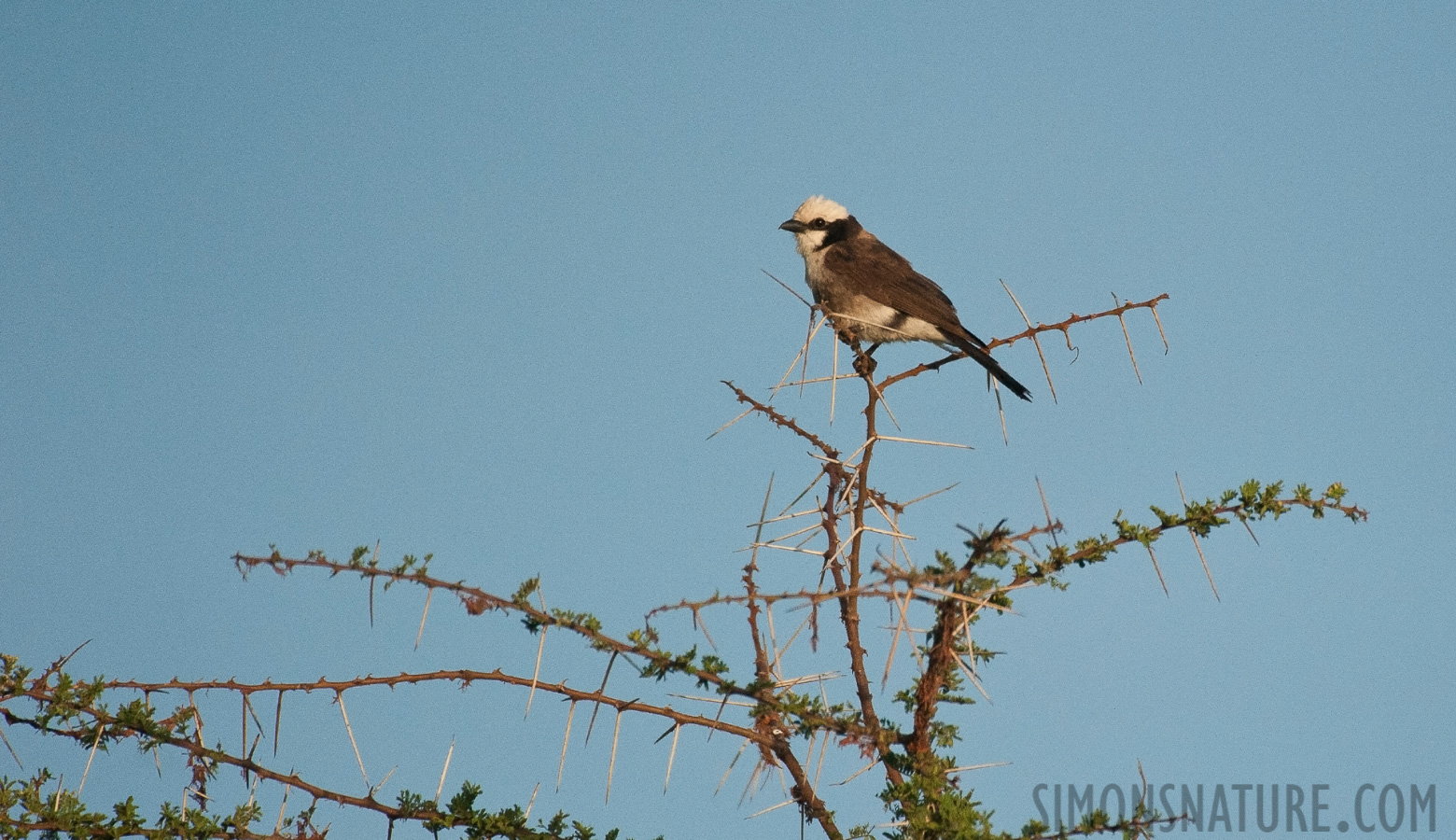 Passeriformes by simonsnature.com
