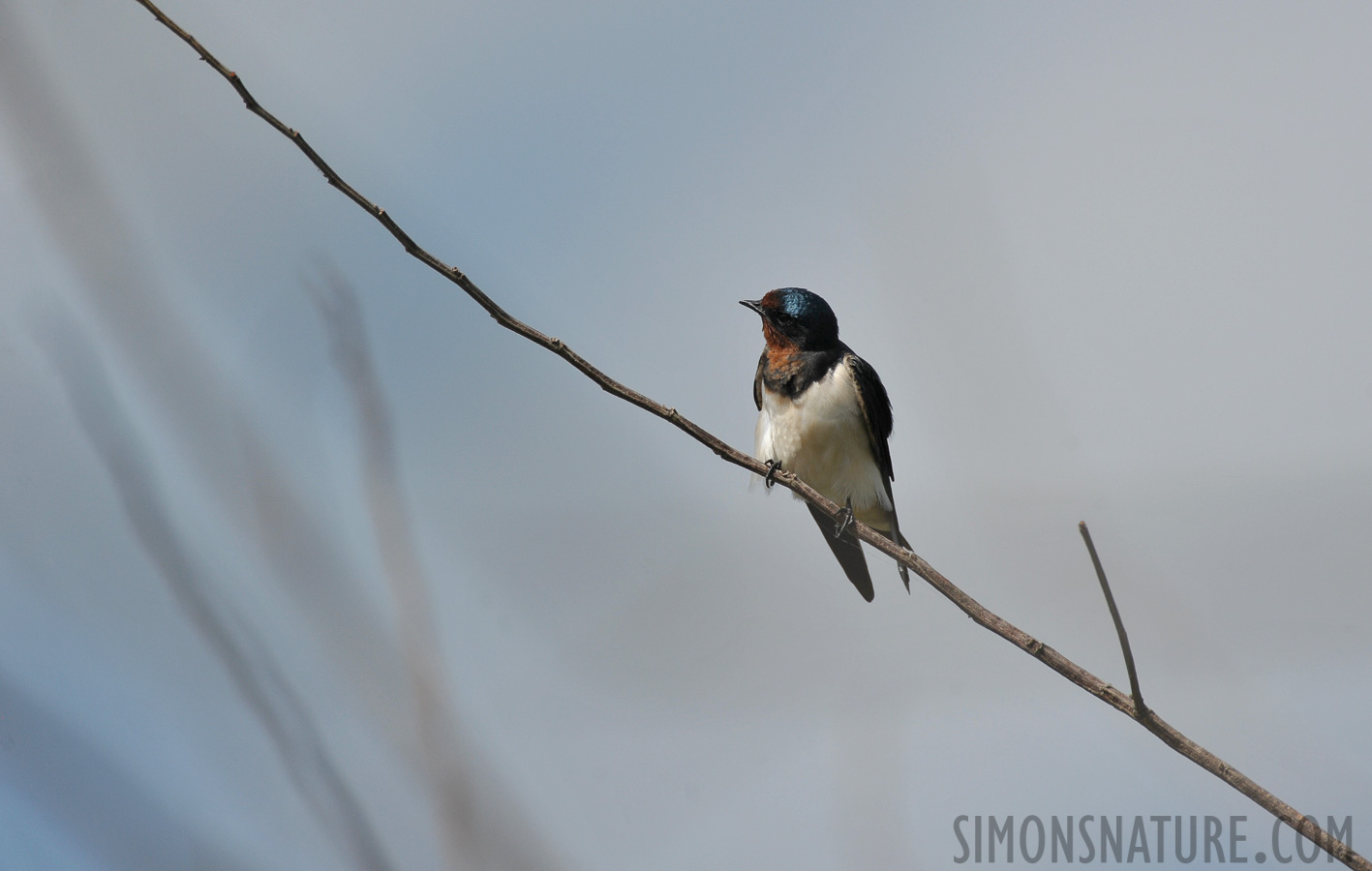 Passeriformes by simonsnature.com