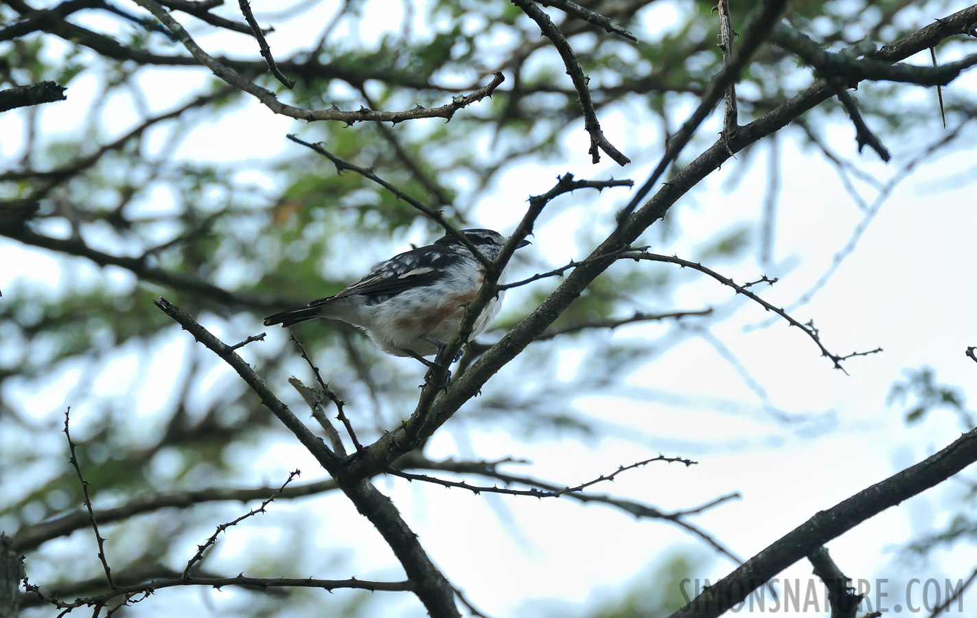 Passeriformes by simonsnature.com