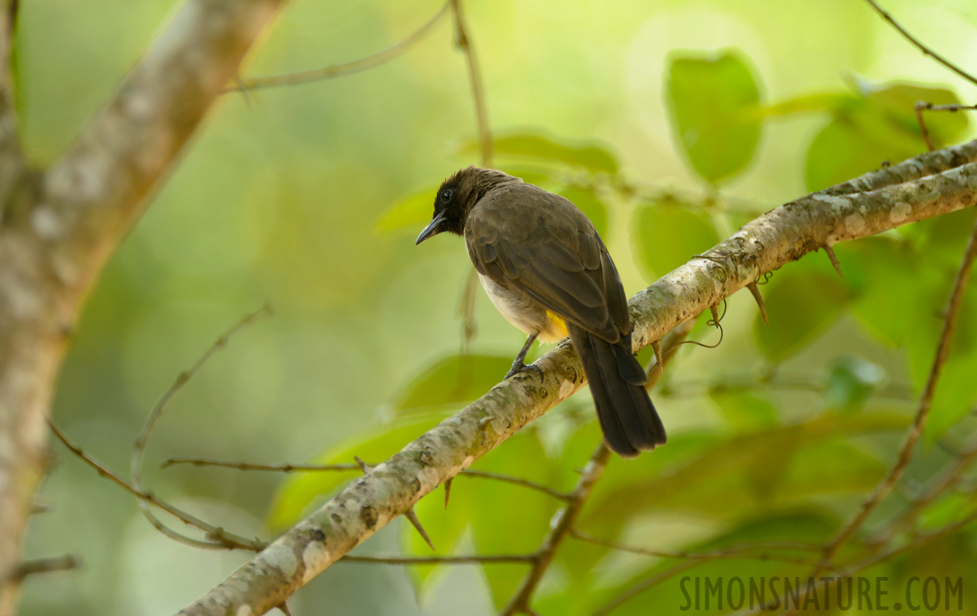 Passeriformes by simonsnature.com