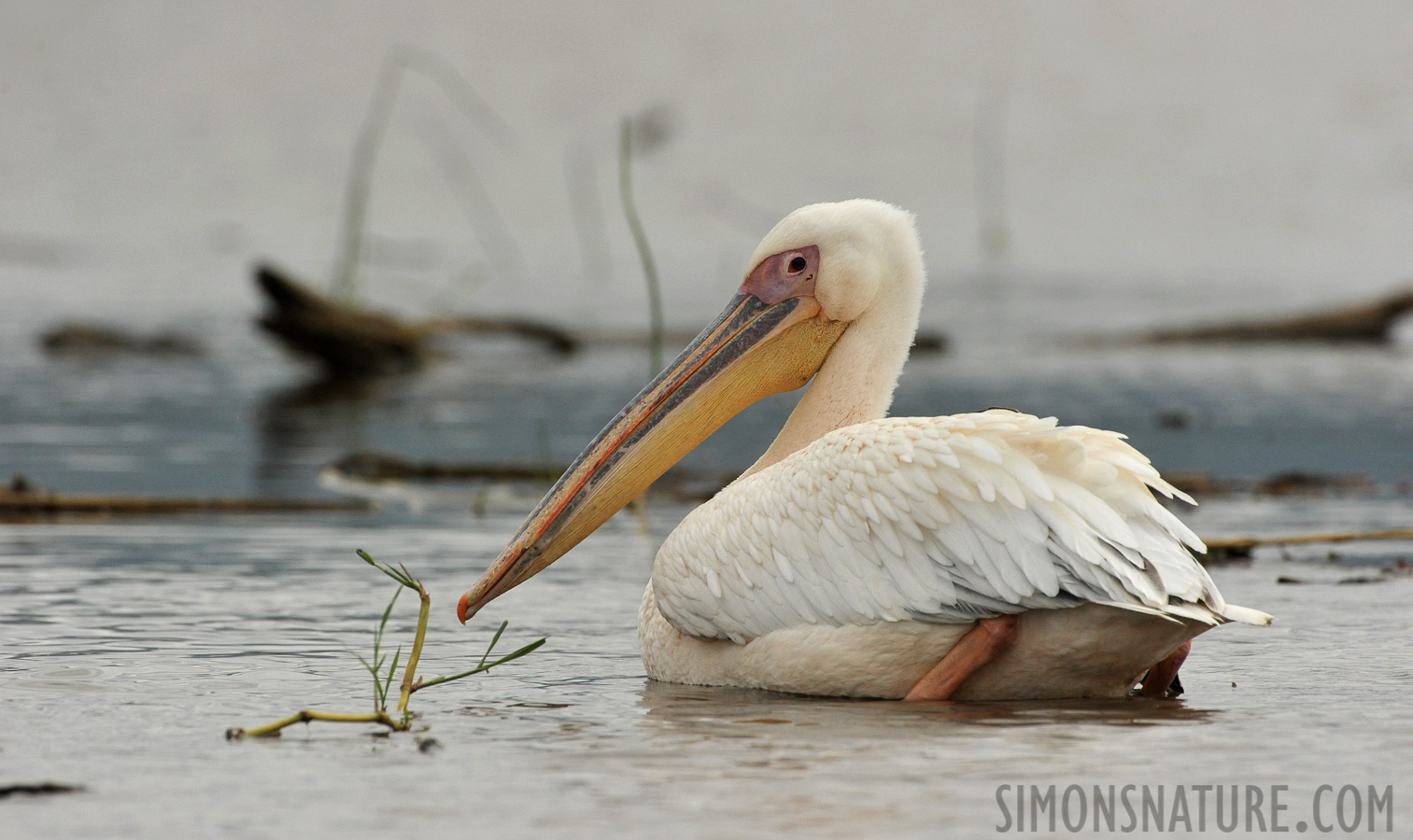 Pelecaniformes by simonsnature.com