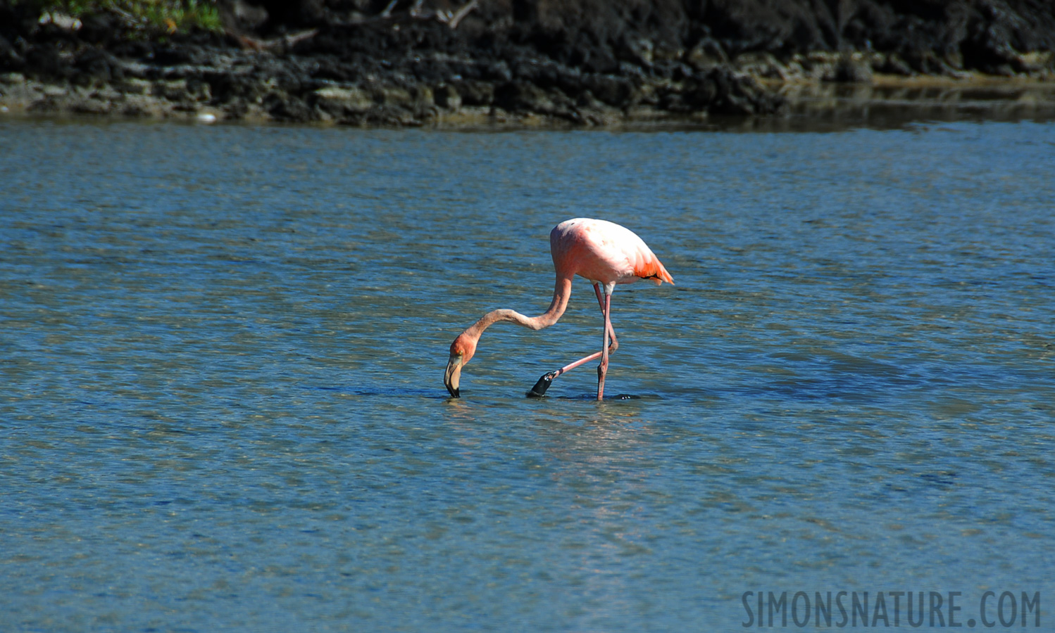 Phoenicopteriformes by simonsnature.com