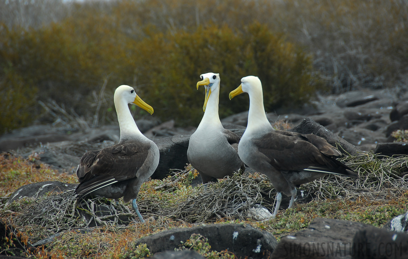 Procellariiformes by simonsnature.com