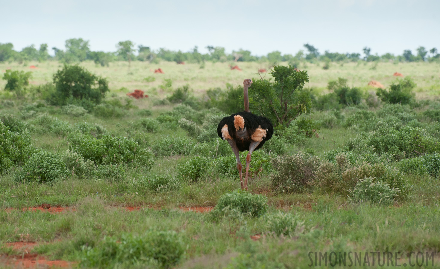 Struthioniformes by simonsnature.com