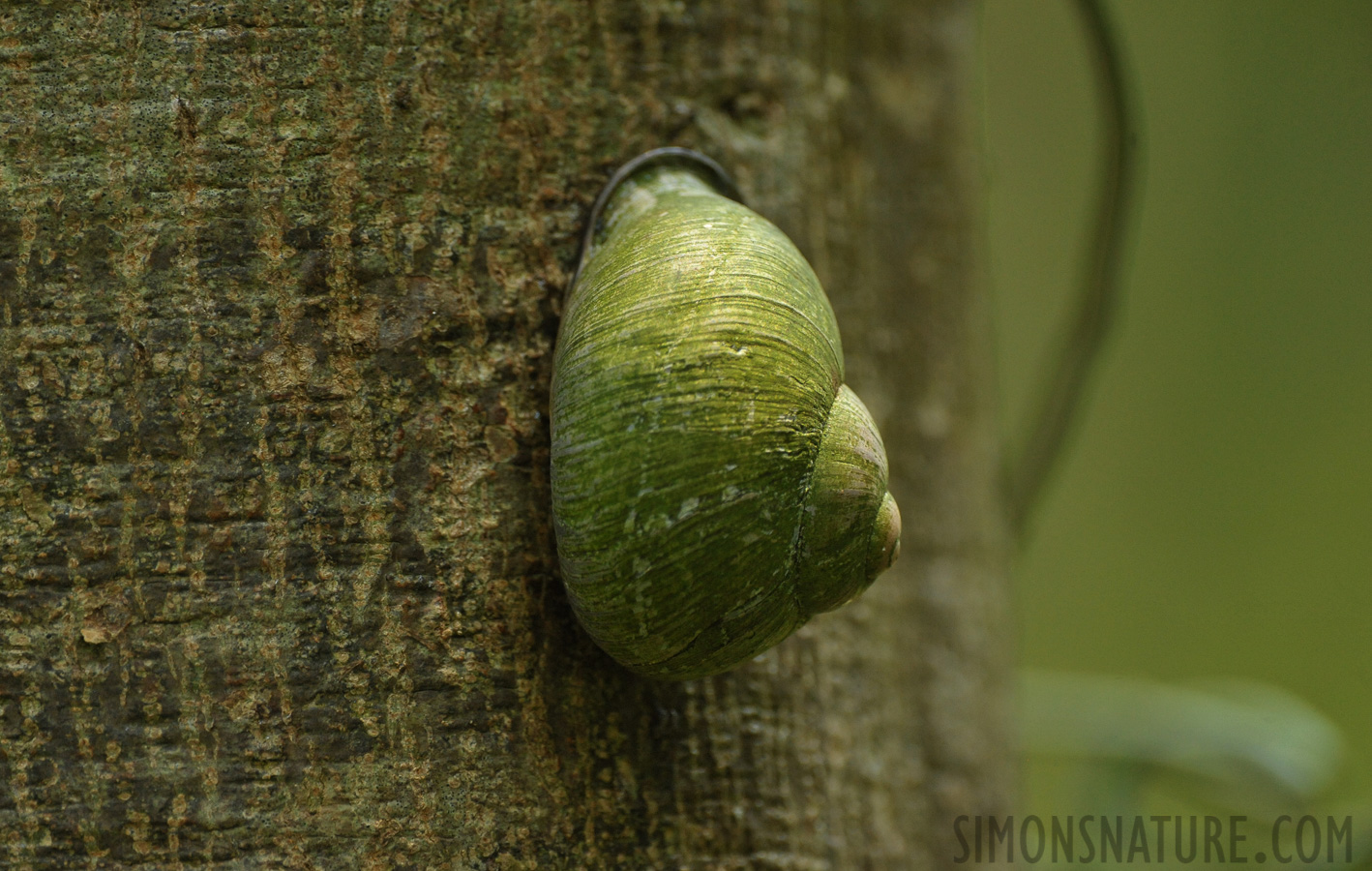 Pulmonata by simonsnature.com