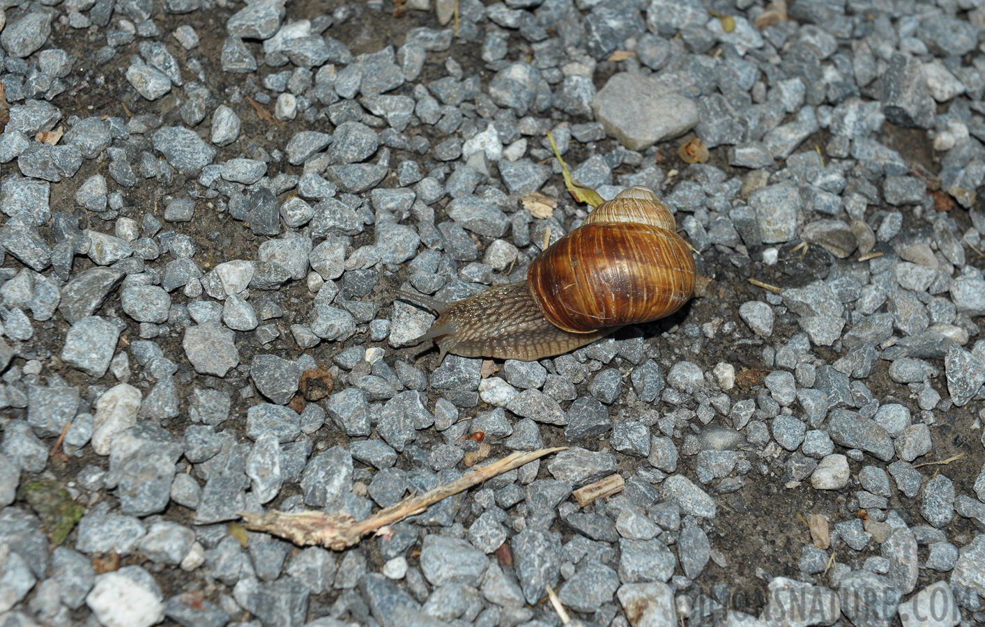 Pulmonata by simonsnature.com