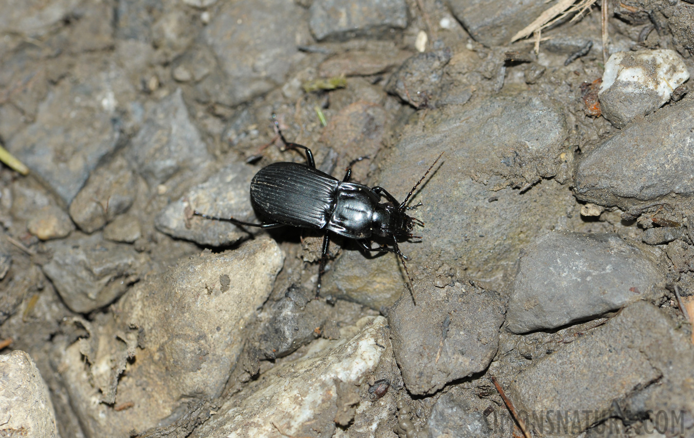 Coleoptera by simonsnature.com