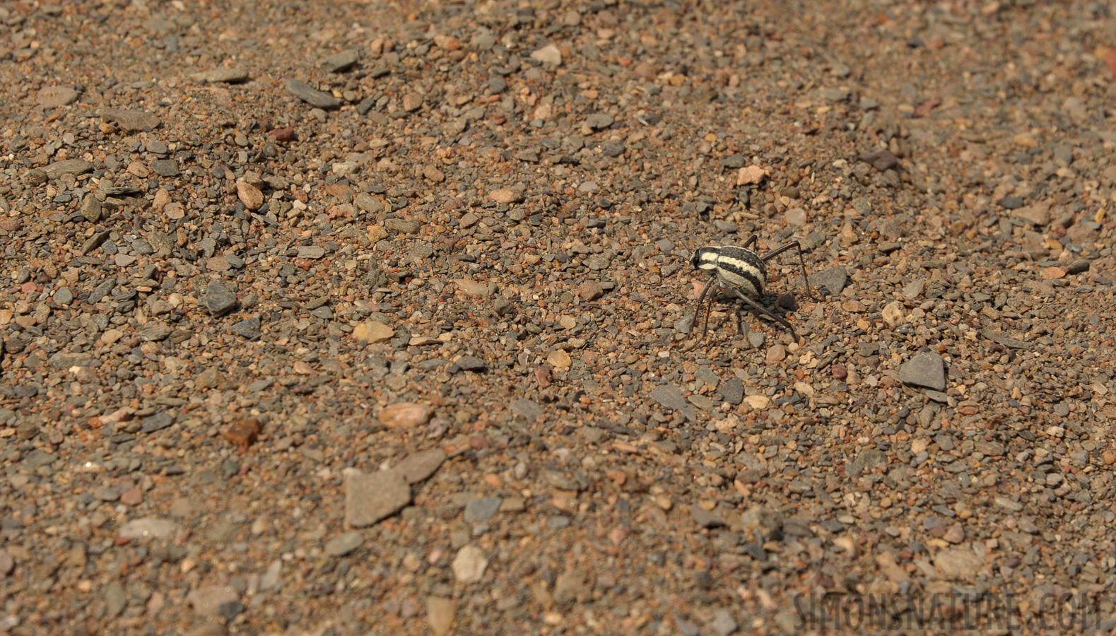 Coleoptera by simonsnature.com