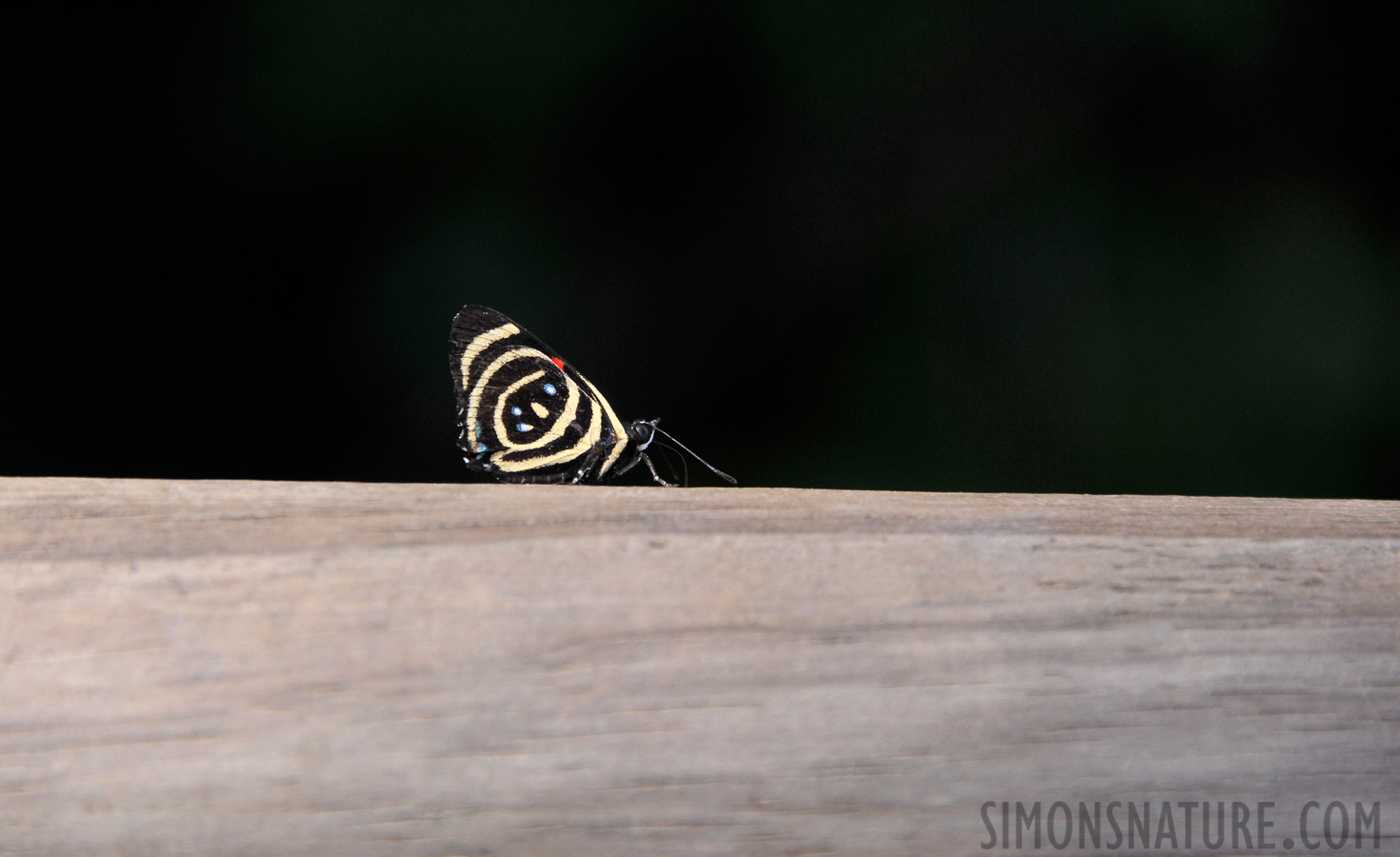 Lepidoptera by simonsnature.com