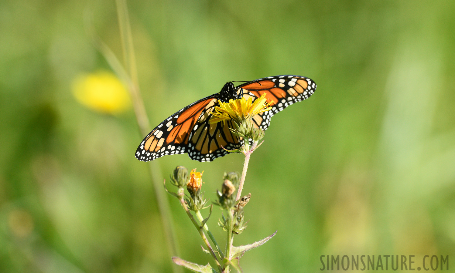 Lepidoptera by simonsnature.com