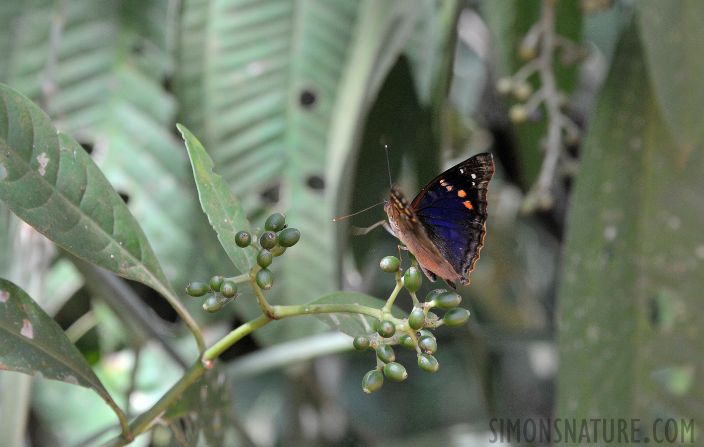 Lepidoptera by simonsnature.com