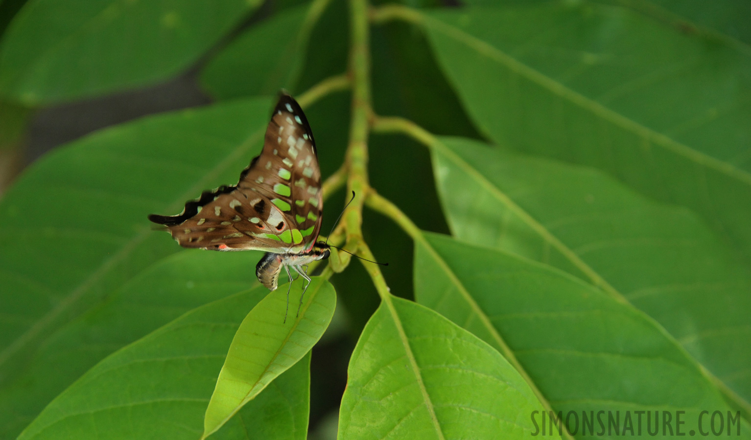 Lepidoptera by simonsnature.com