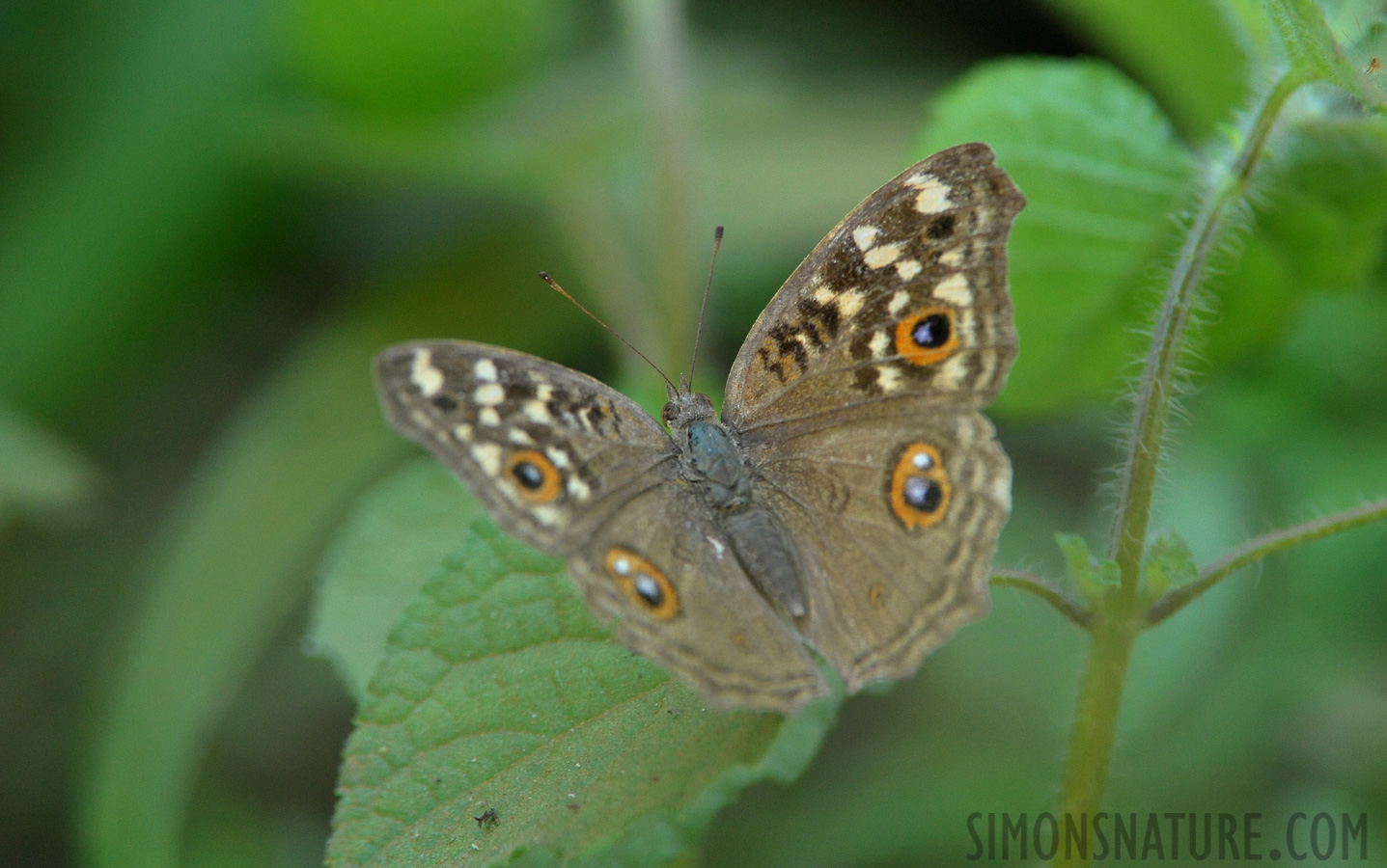 Lepidoptera by simonsnature.com