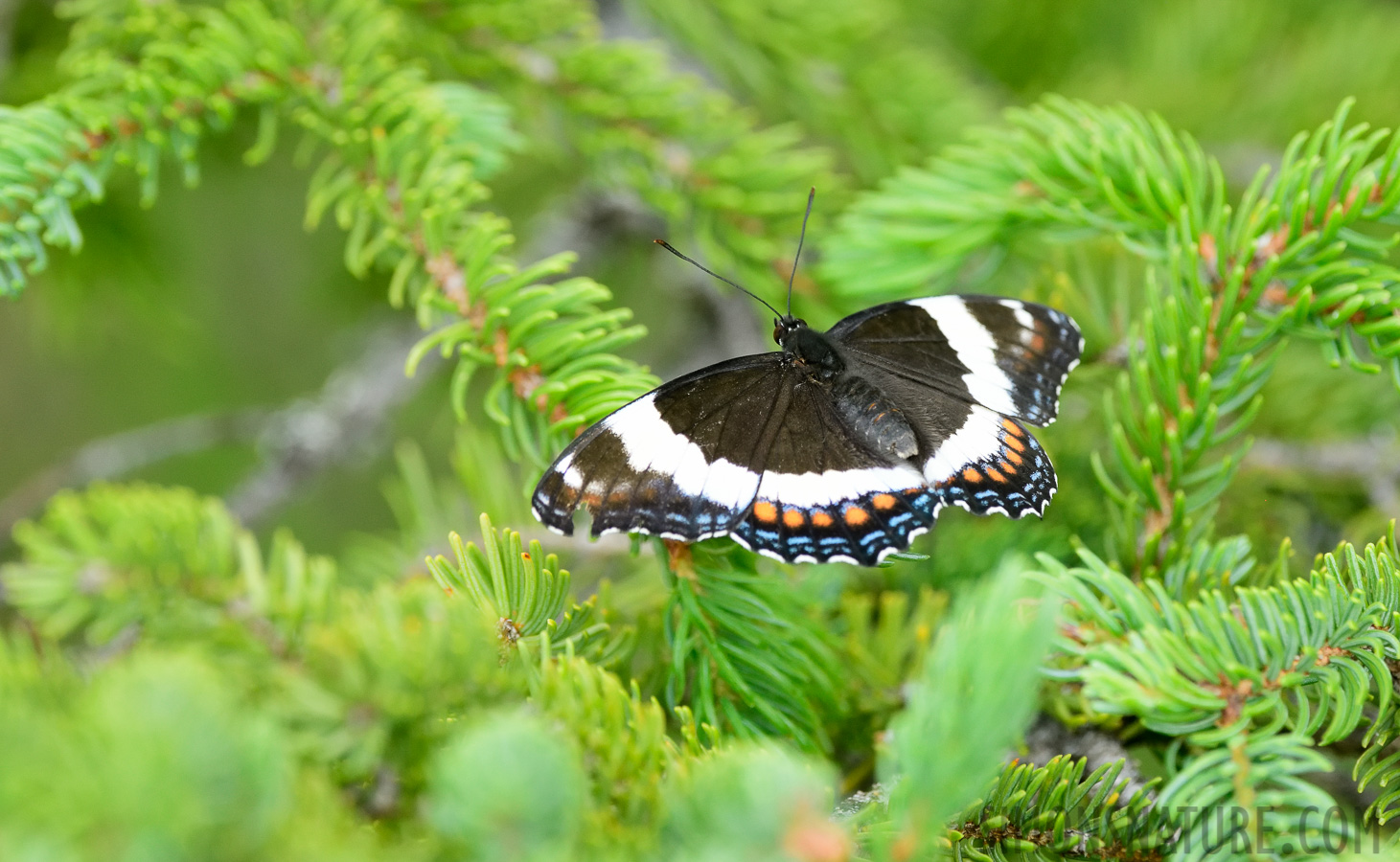 Lepidoptera by simonsnature.com
