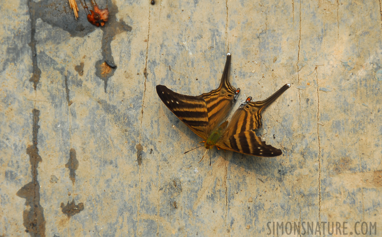 Lepidoptera by simonsnature.com