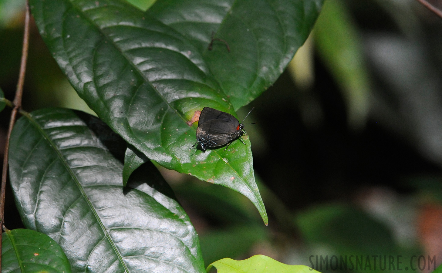 Lepidoptera by simonsnature.com