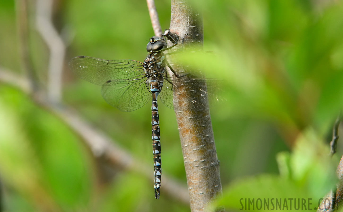 Odonata by simonsnature.com