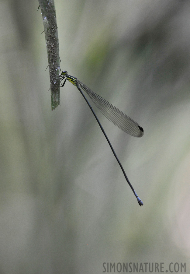 Odonata by simonsnature.com