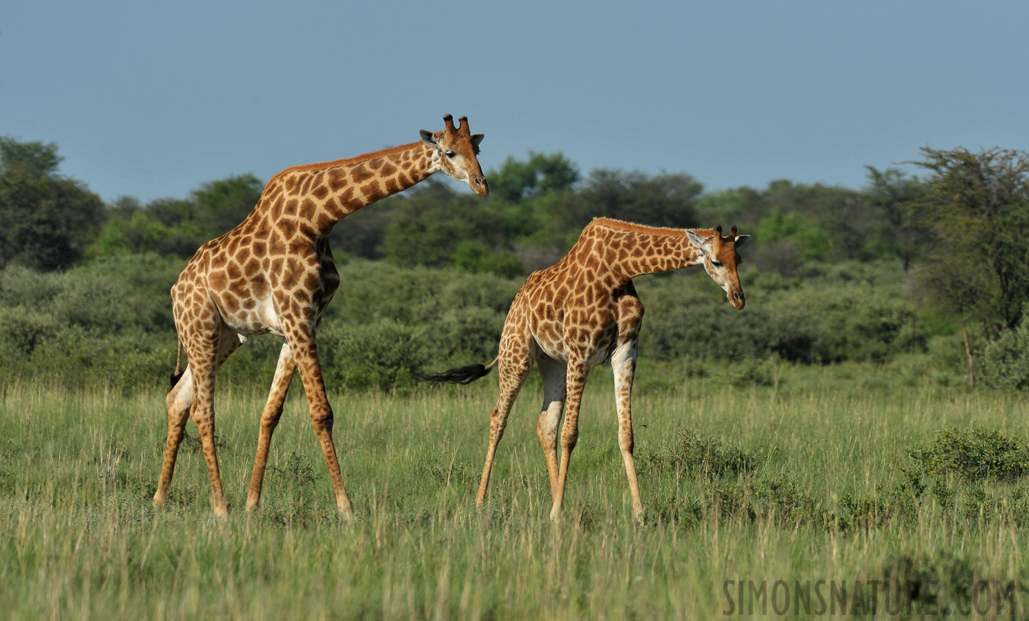 Artiodactyla by simonsnature.com