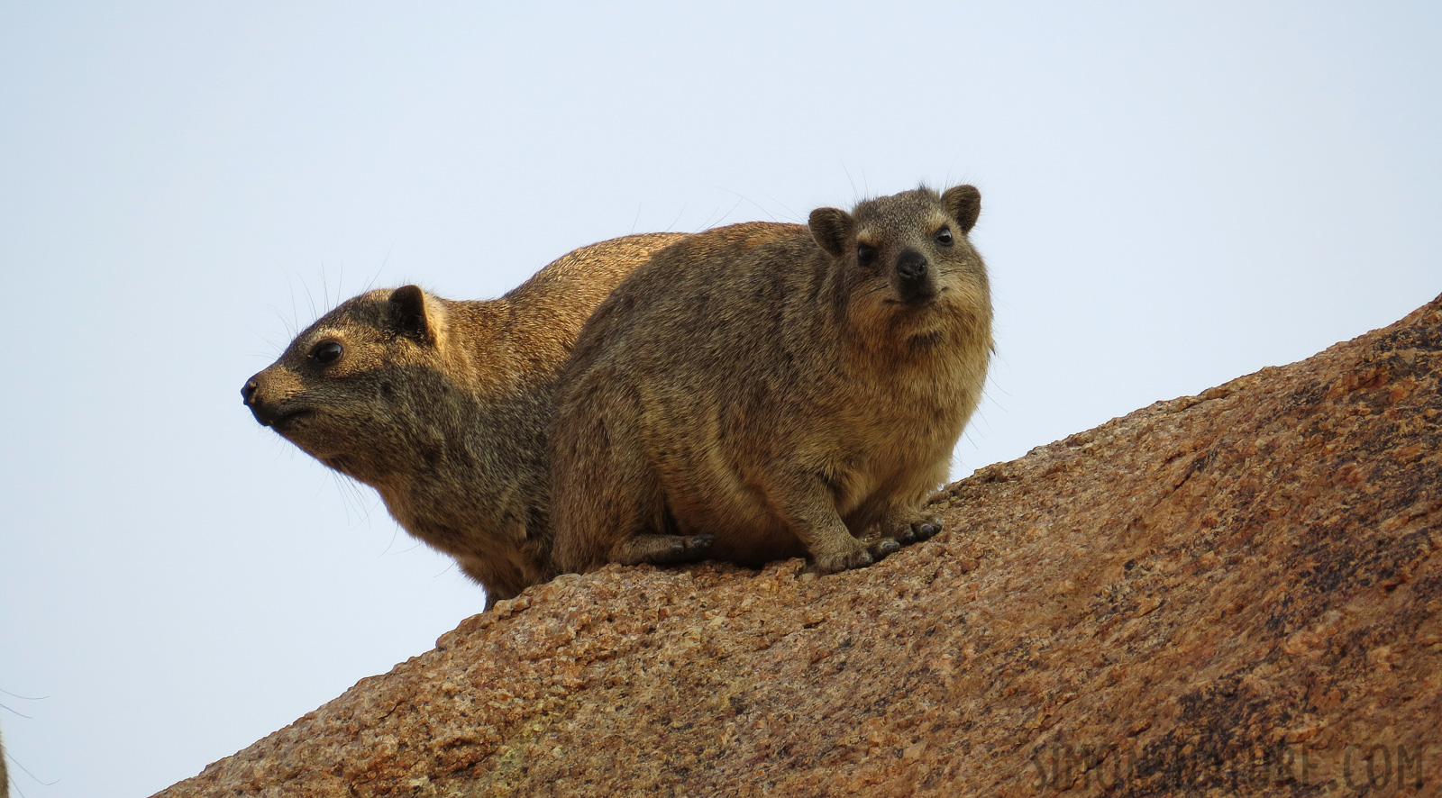 Hyracoidea by simonsnature.com