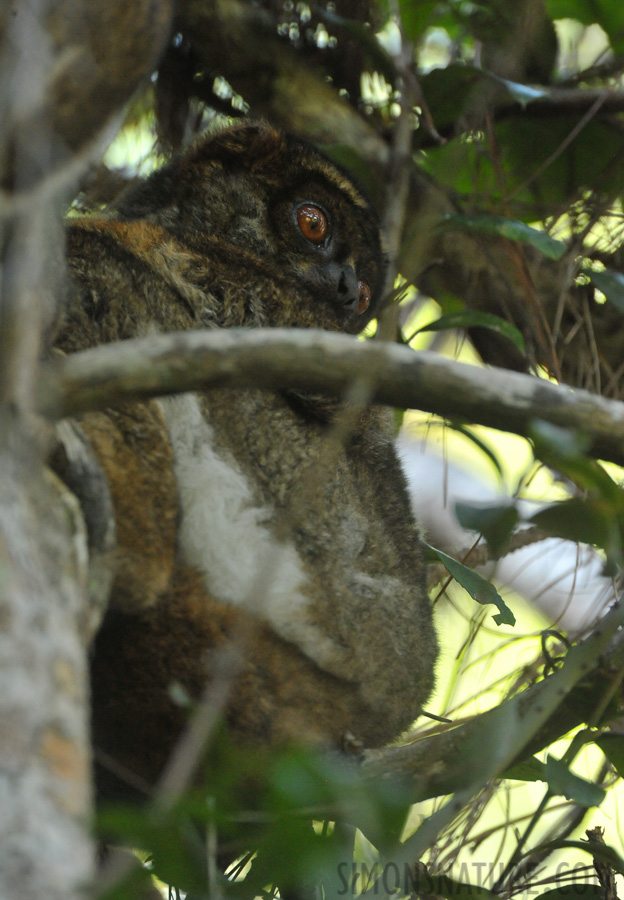 Primates by simonsnature.com