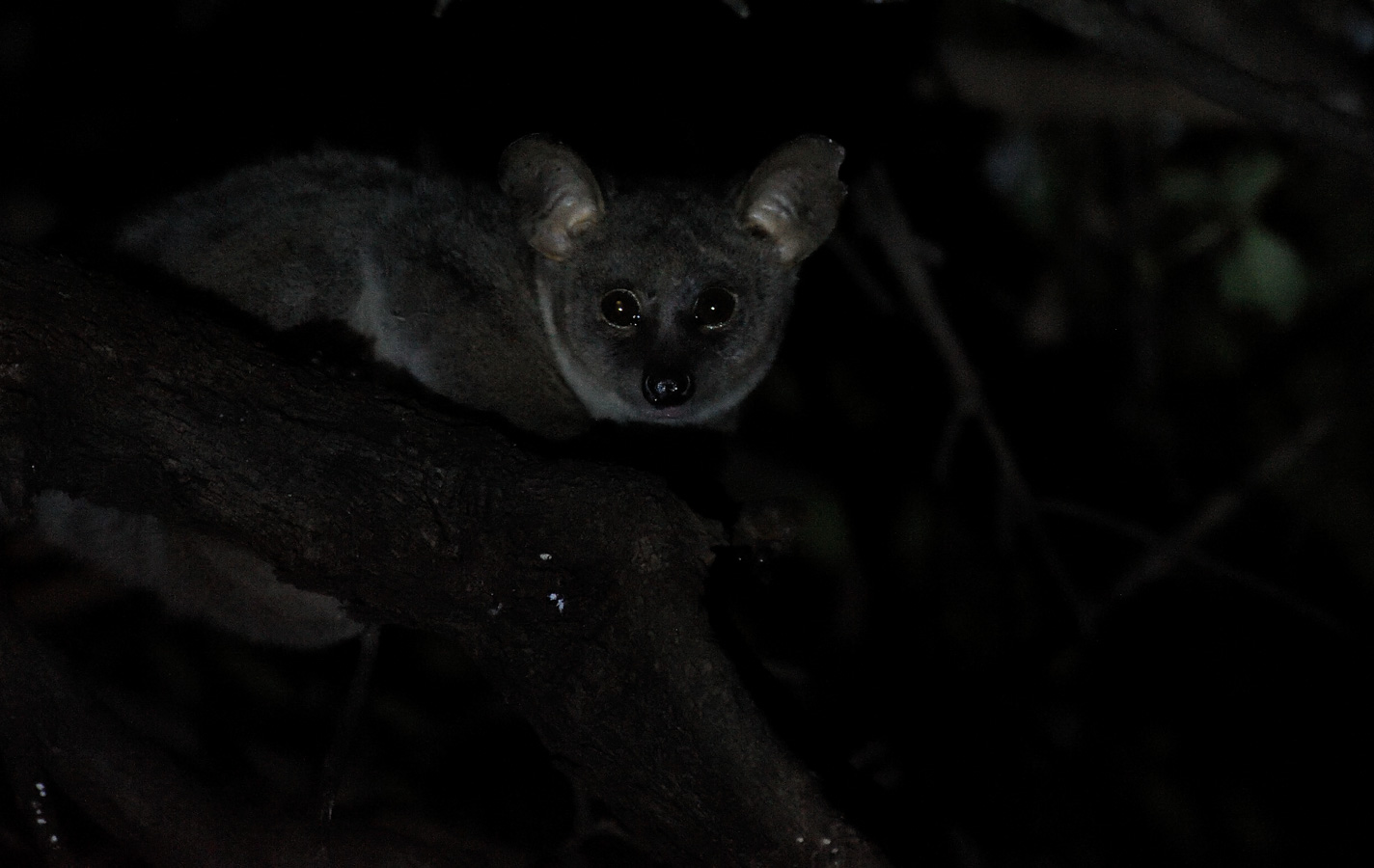 Primates by simonsnature.com