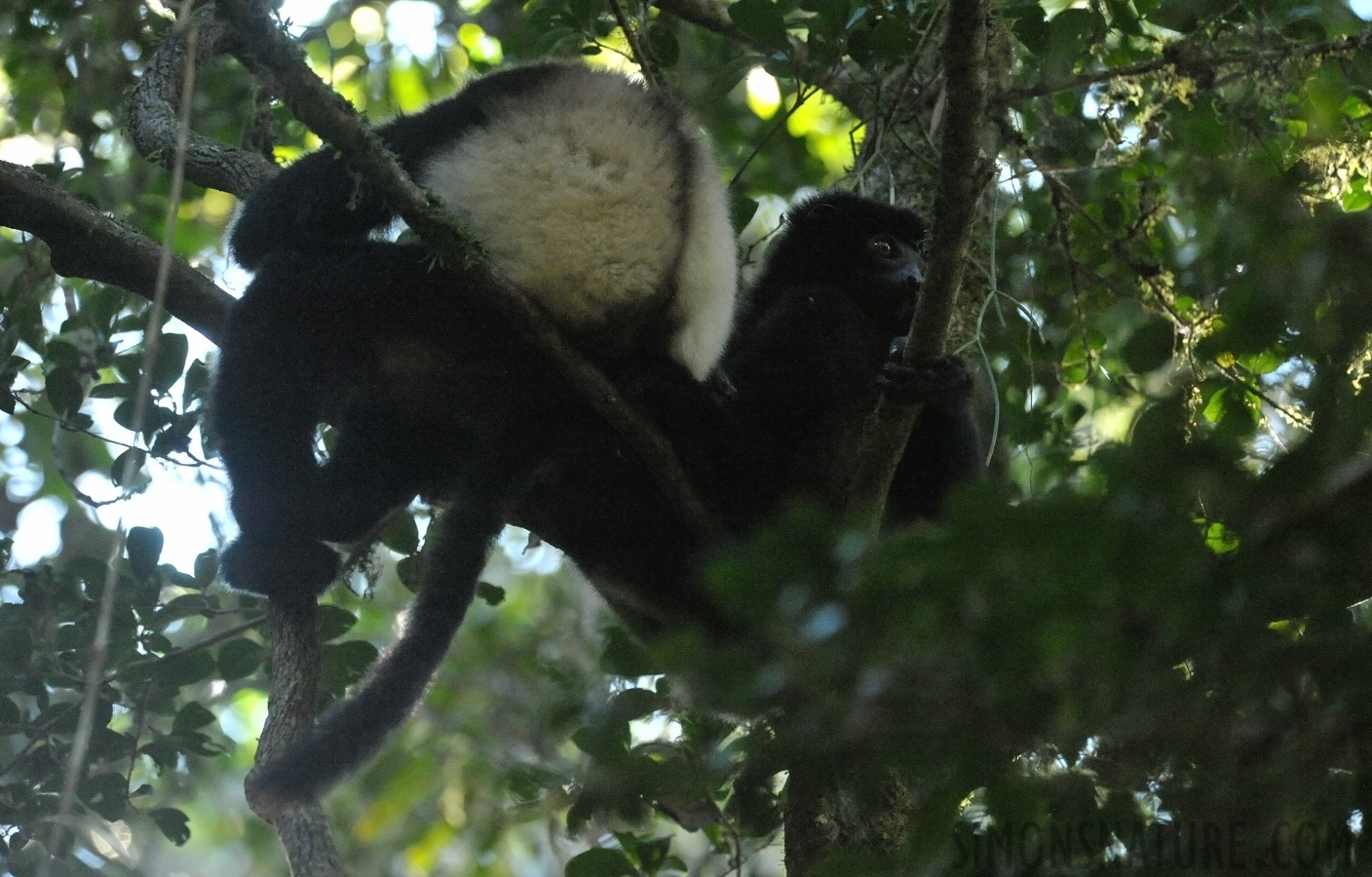 Primates by simonsnature.com